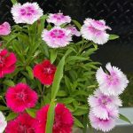 List of Edible Flowers with Pictures - 103 Edible Flowers