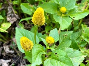 What Is a Buzz Button? - Flowers You Can Eat