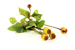 What is a Buzz Button? - Flowers You Can Eat