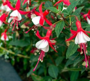 Edible Fuchsia Flowers: Discover the Secrets of its Edible Uses