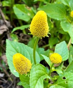 Grow Your Own Buzz Buttons: Feel the Buzz Sensation