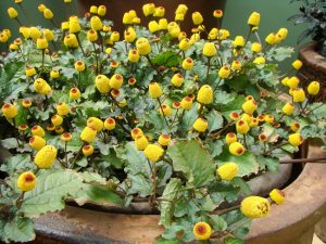 Grow Your Own Buzz Buttons: Feel the Buzz Sensation