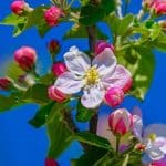 List of Edible Flowers with Pictures - 103 Edible Flowers